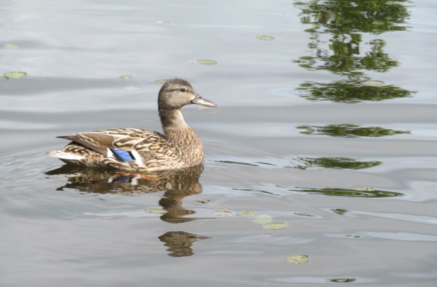 Accueil - Municipalité de Boileau