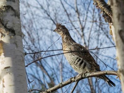 Grand-Remous en images - Municipalité de Grand-Remous