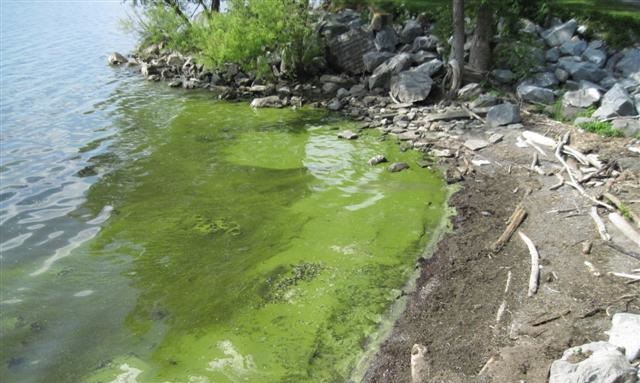 Algues bleues - Municipalité de Lac-des-Plages